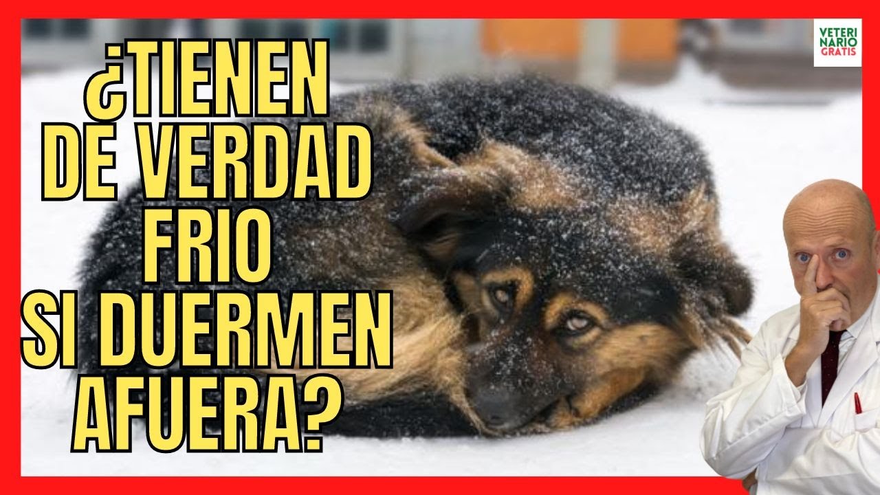 Mi Perro Puede Dormir Afuera