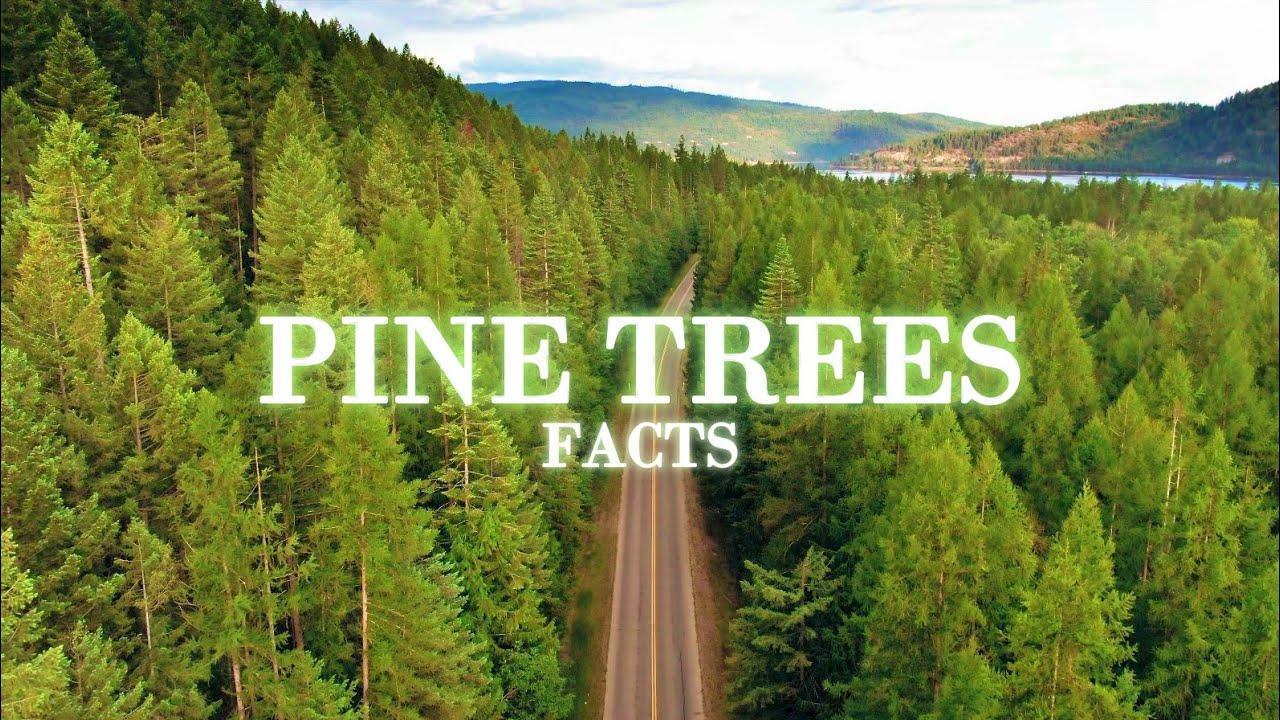 True facts: Pine trees - YouTube