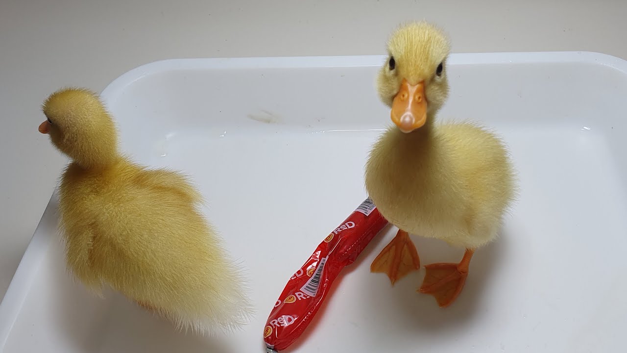 feeding my two pet ducks sausages and baths - YouTube