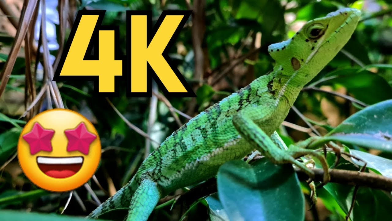 The Stunning Eastern casquehead iguana (Laemanctus longipes) - YouTube