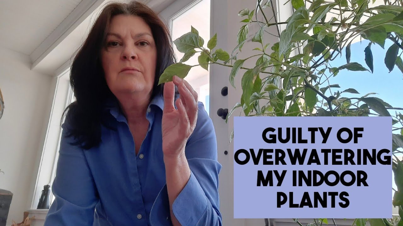 I've been overwatering my indoor pepper plants - YouTube