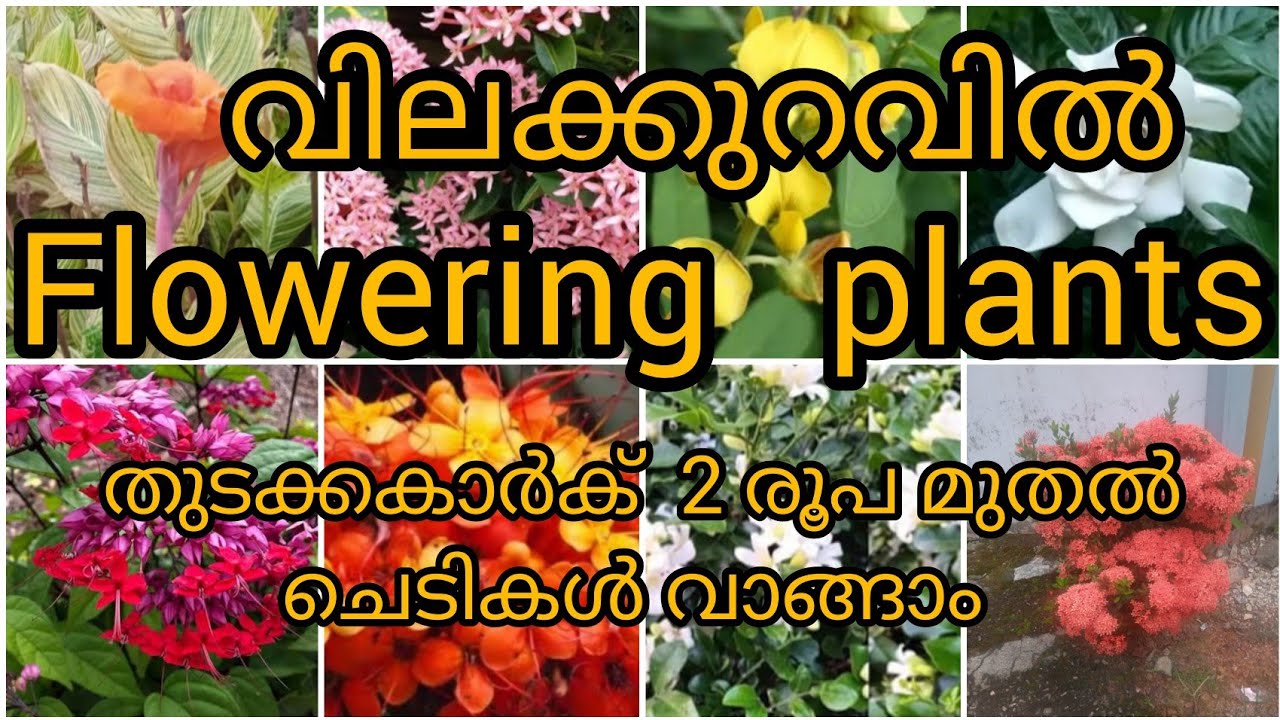 Kooduthal chedikal kuranja vilayil/ variety chedikal sale ...