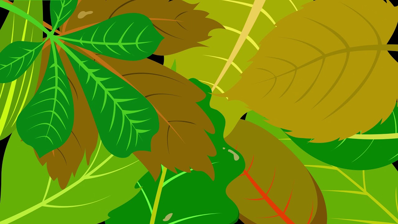 Leaf Transitions - Motion Graphics | Animation Videos | No Copyright ...