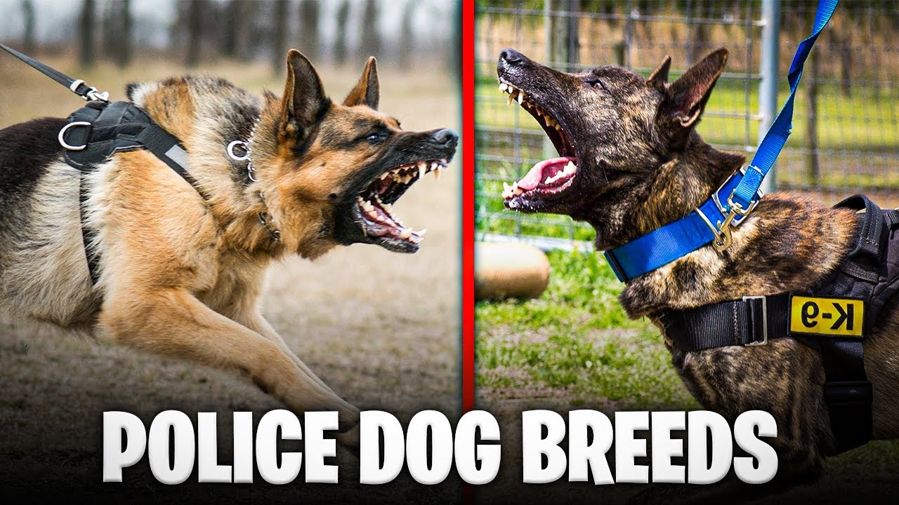 Top 5 Amazing Police Dog Breeds That Are Born to Protect and Serve ...