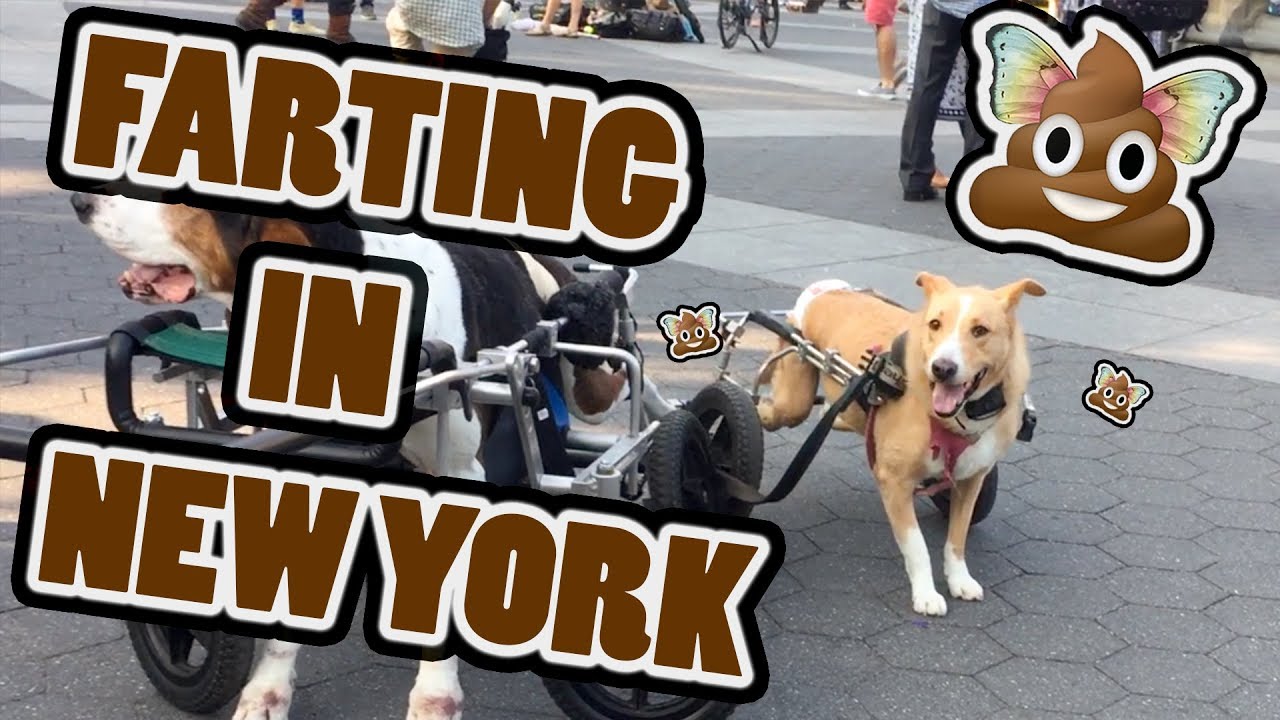 Farting in New York City Prank -- Park Farts 15 - YouTube