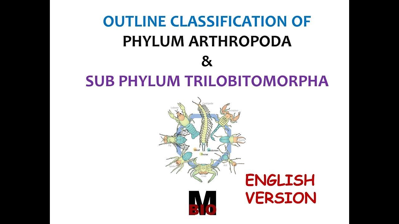 CLASSIFICATION OF ARTHROPODA & SUBPHYLUM TRILOBITOMORPHA | ENGLISH ...