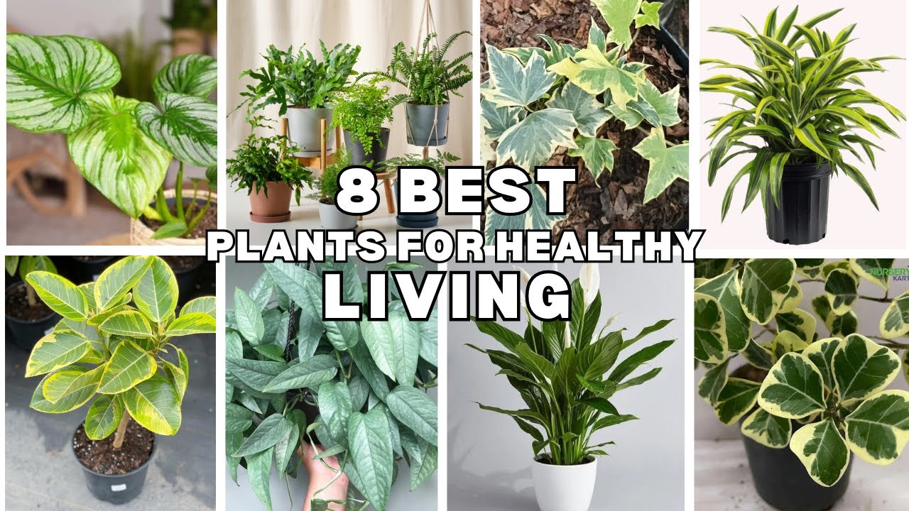 8 Best Indoor Plants for Healthy Living |healthiest Plants to Have in ...