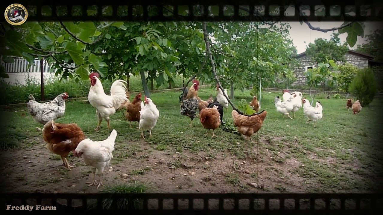 FREE RANGE Chickens in my Vilage.. Freddy Farm - YouTube