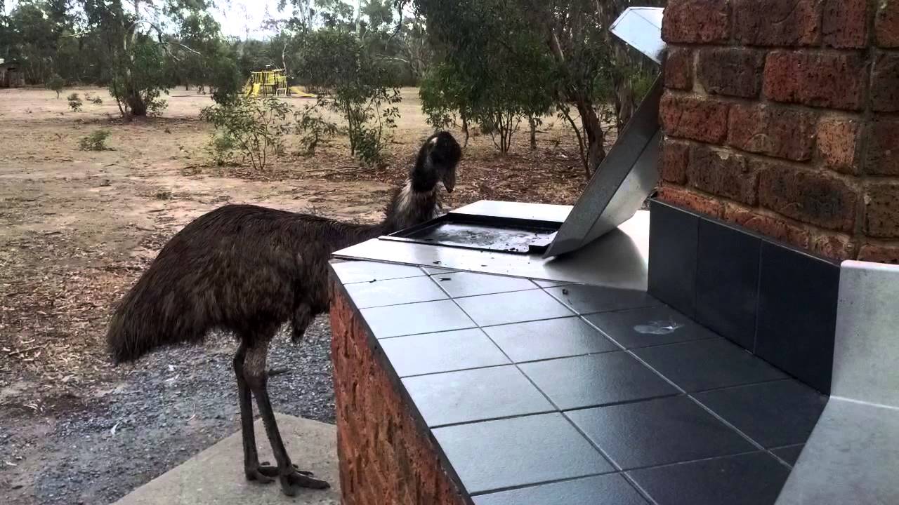 Emu cleaning a BBQ - YouTube