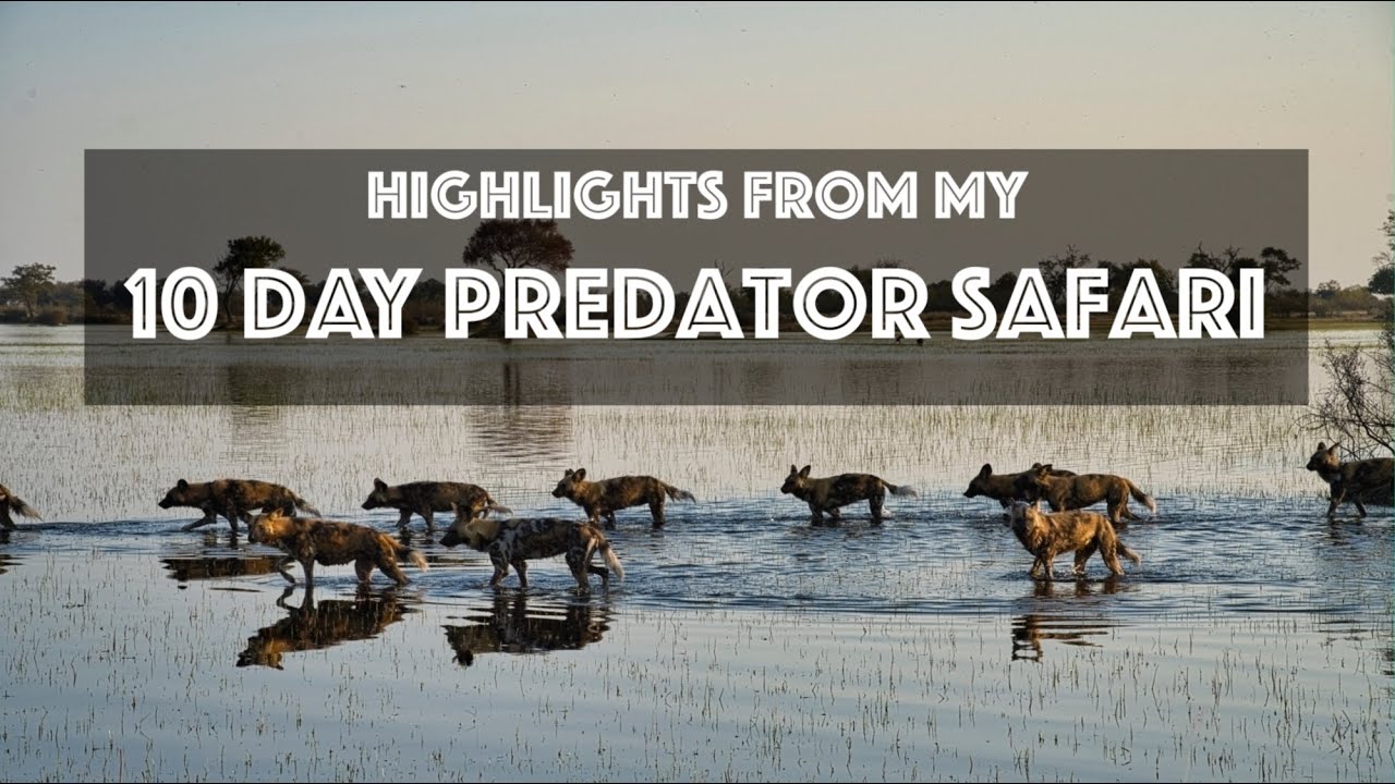Highlights from my Southern Africa Predator Safari 4K - YouTube