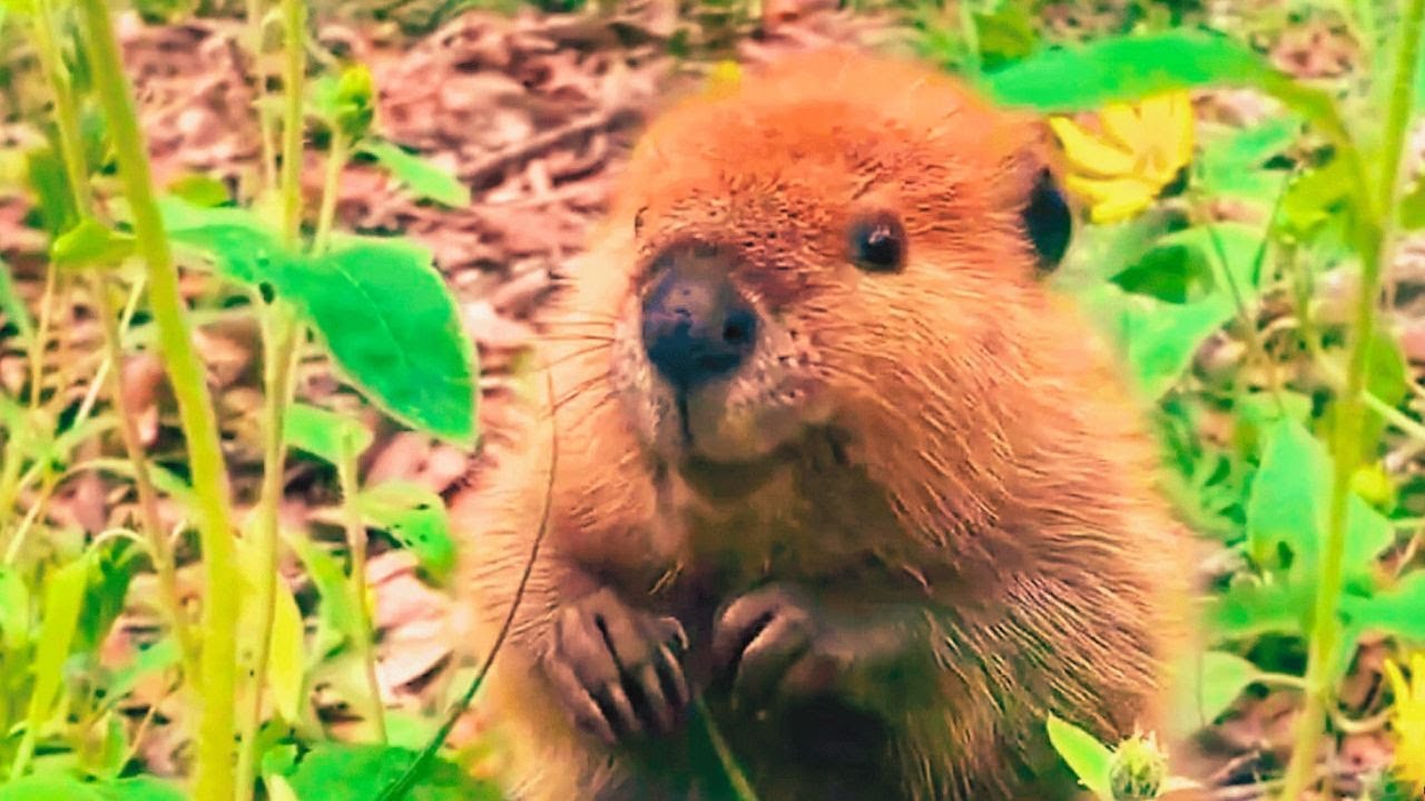 Orphaned Baby Beaver Refuses To Sleep Alone — Her Journey From Fear To ...