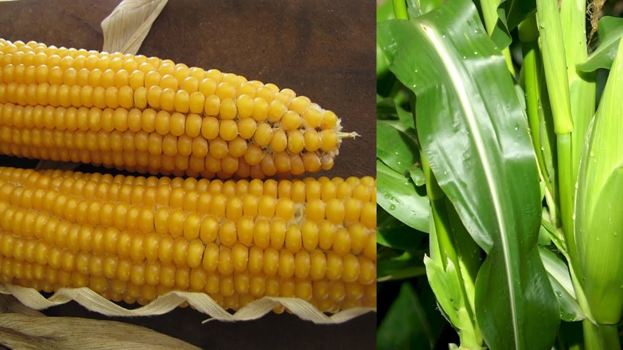 IKIGORI IKINYAMPEKE CY'IGIHANGANGE // MENYA UMUMARO WACYO - YouTube