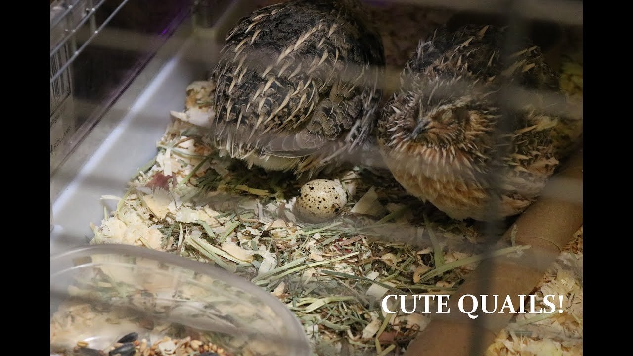 Cute Quails - Playing in wood chips - YouTube