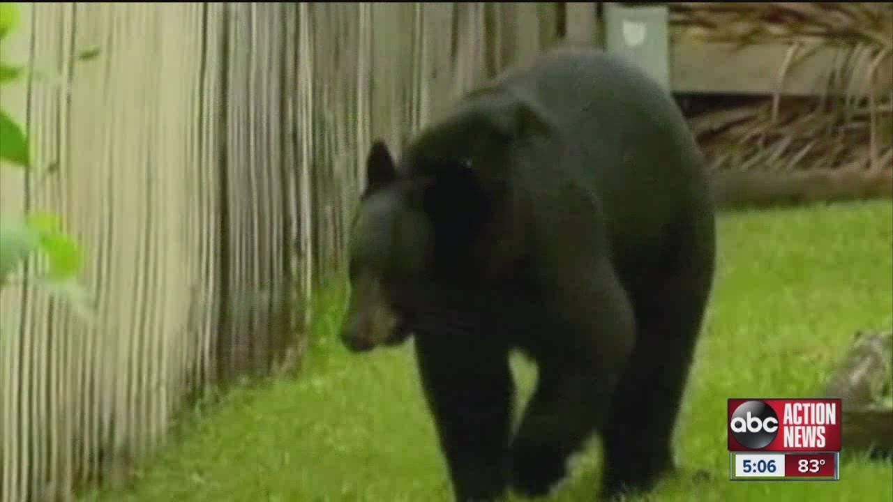 Bear complaints on the rise in Florida - YouTube