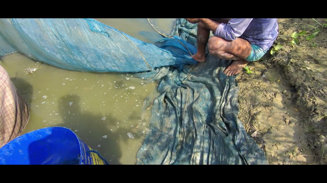 Baby fish farming 😍 - YouTube