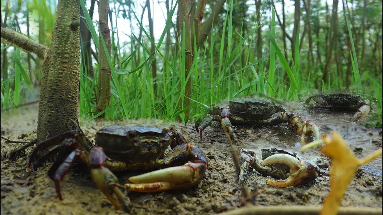 Wow Awesome fishing craps! a fisherman find & catch craps at forest ...