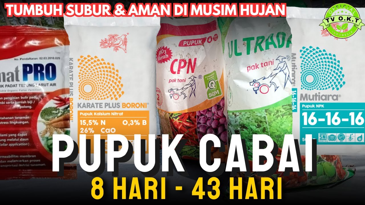 Penjelasan Lengkap Pupuk Cabe Fase Vegetatif/Pertumbuhan |Pupuk Cabe ...