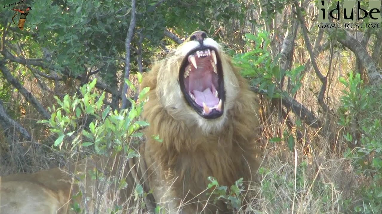 Slow Motion Lion Yawn - YouTube