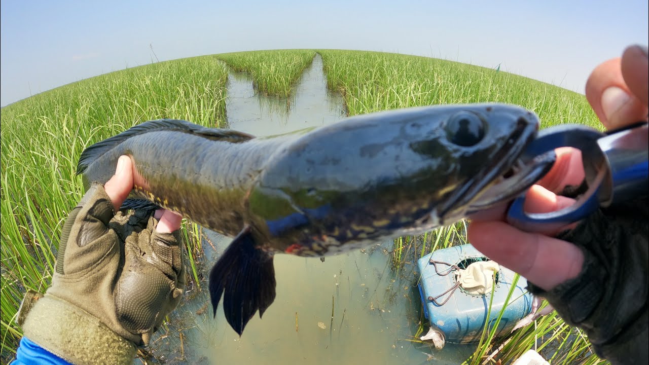 How To Find And Fishing Snakehead | Snakehead | បឹងទន្លេរសាបនៅតែអែម ...