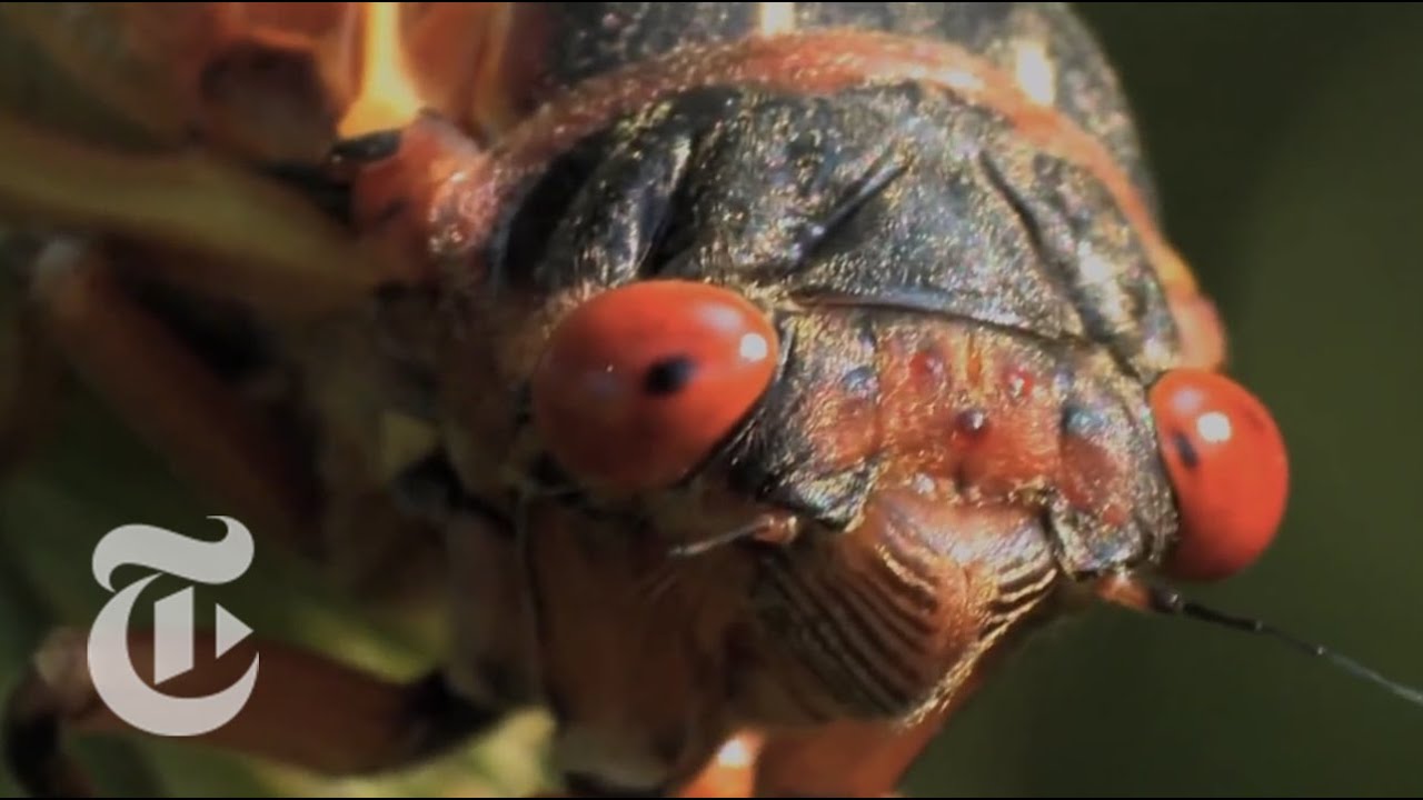Cicadas 2013: Why So Few Sightings in New York City? | The New York ...
