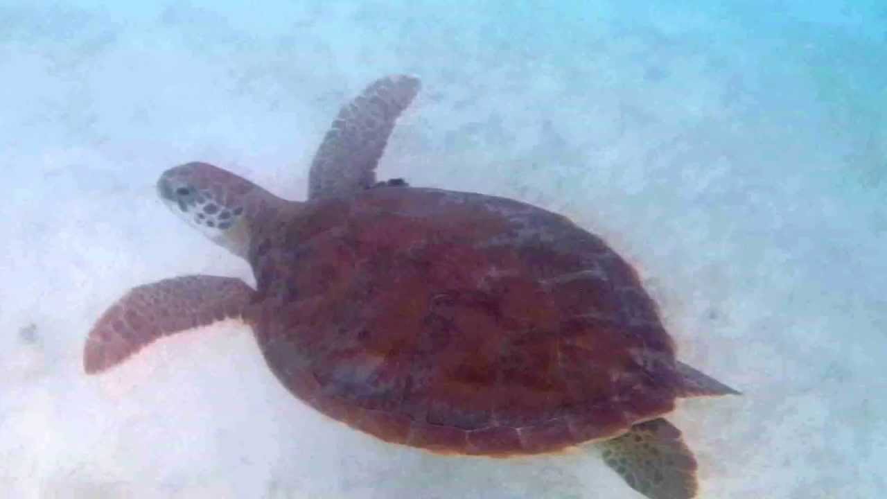 Sea Turtle Ride - YouTube
