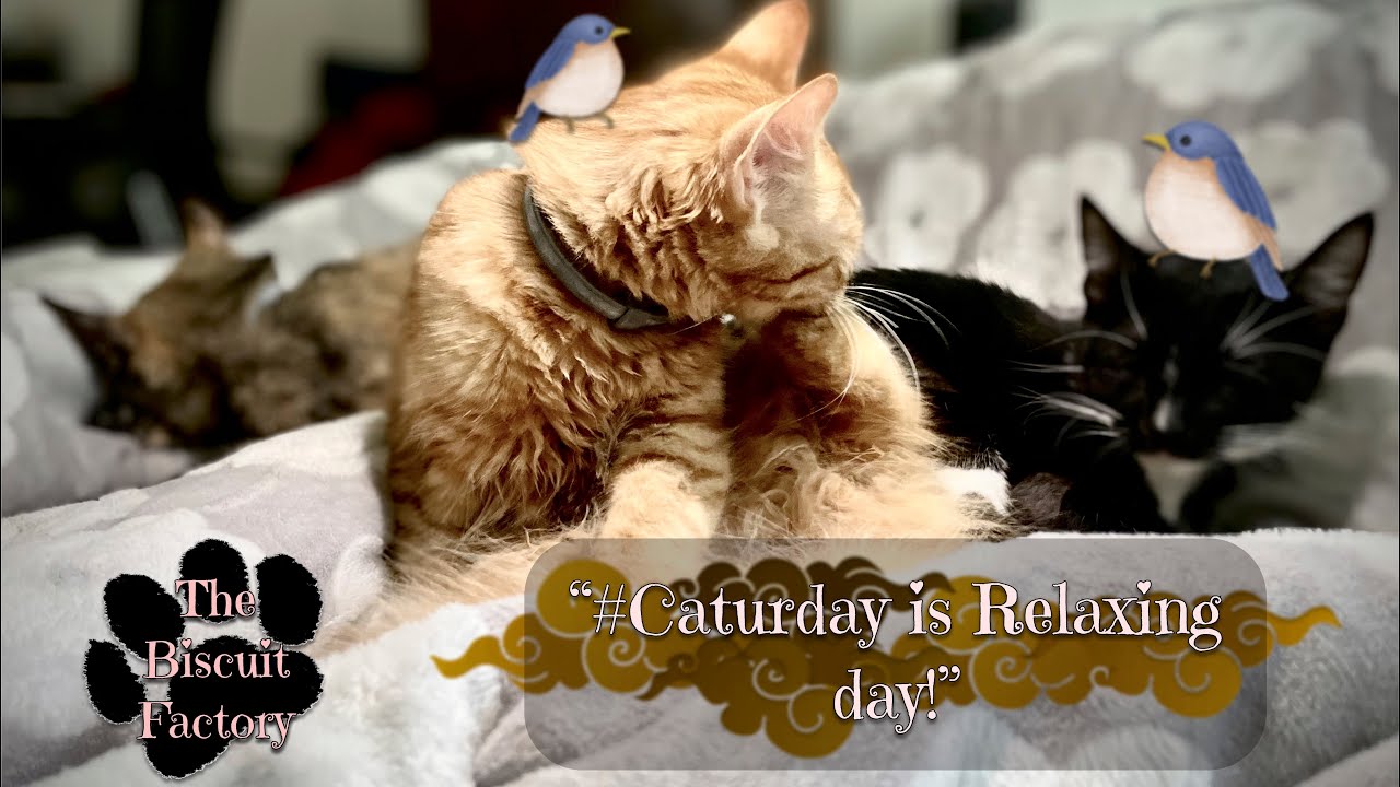 #Caturday w/ most loving cat breeds at | The Biscuit Factory - YouTube