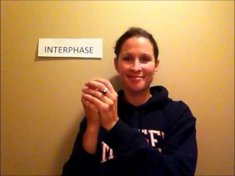 Cell Division (Mitosis) Hand Jive - YouTube