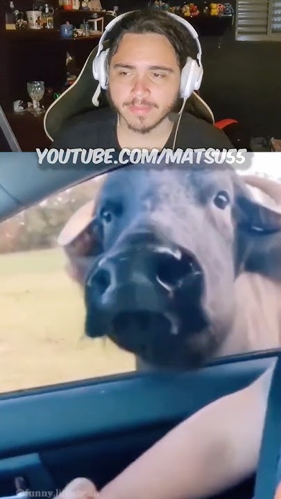 π€¨π³βπ React Memes Shortsvideo Shortsfeed Shorts Viralvideo Viralshorts Fy Youtube