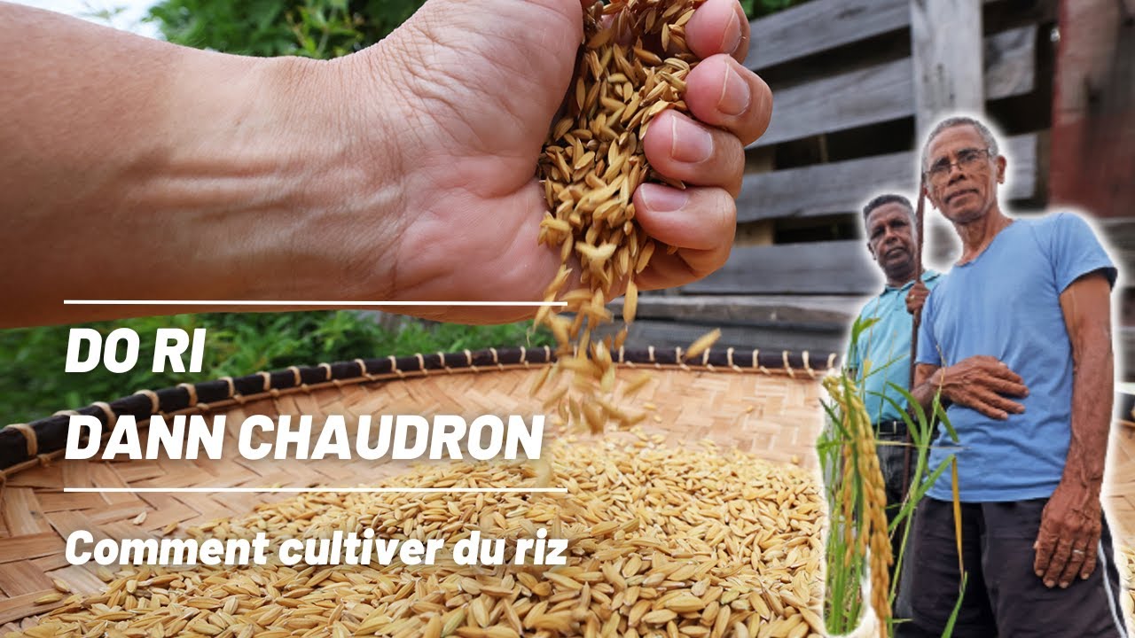 Du riz au Chaudron à Saint-Denis : Comment cultiver du riz - YouTube