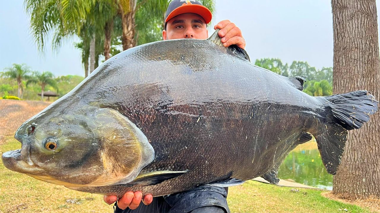 PESCARIA DE SUPERFÍCIE NO MAEDA, A TEMPORADA CHEGOU - YouTube