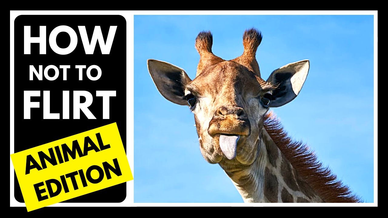 Bizarre Courtship Displays: How Animals Try to Impress a Mate! - YouTube