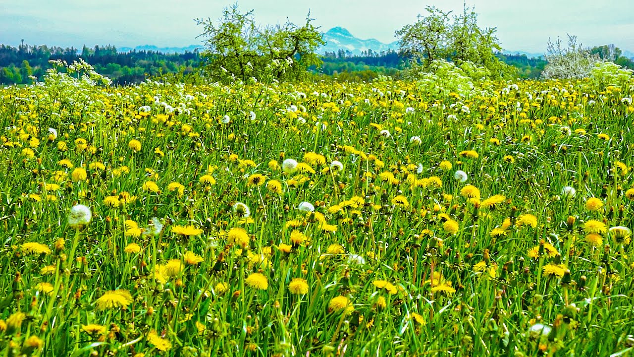 Flower Field - Soothing Piano Music | Relaxation, Meditation, Massage ...