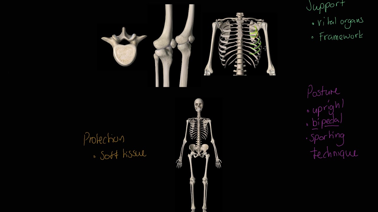 OCR GCSE PE - Functions of the Skeleton - YouTube