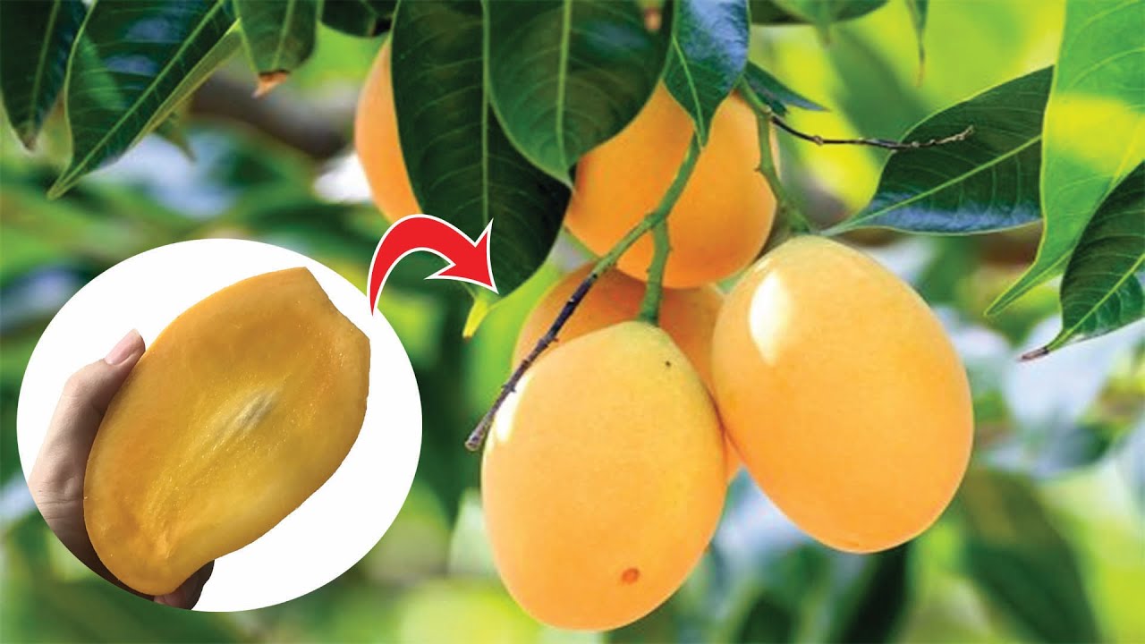 Amazing method to help propagate mango trees quickly - YouTube