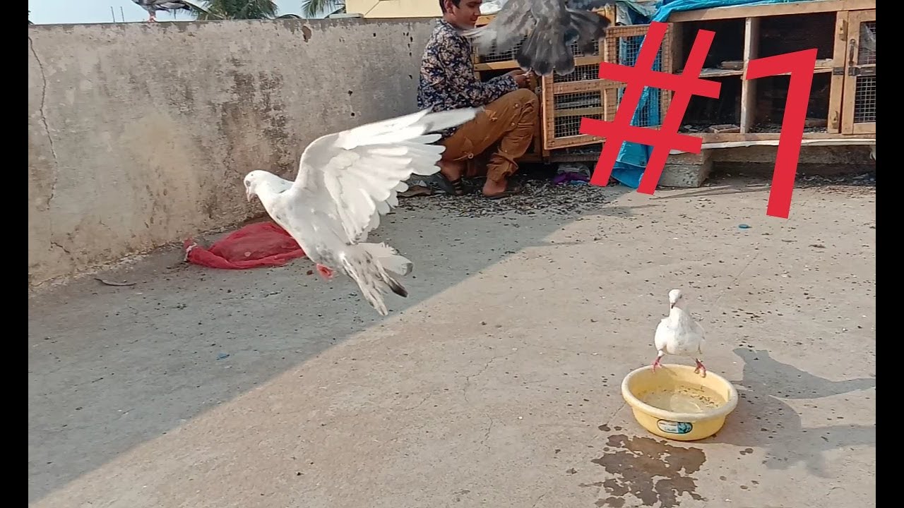 How to train pigeon in 7 days - YouTube