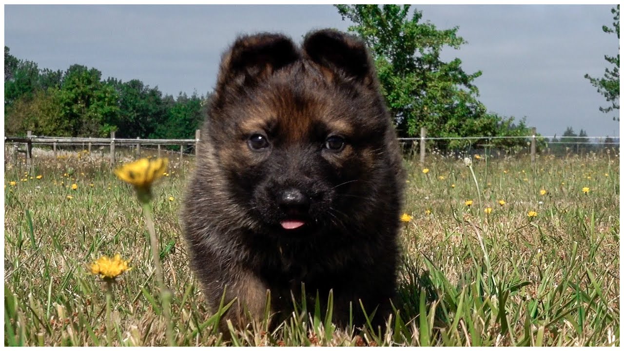 Shaping Behavior with 6 Week Old Hazel! Kraftwerk K9 German Shepherds ...