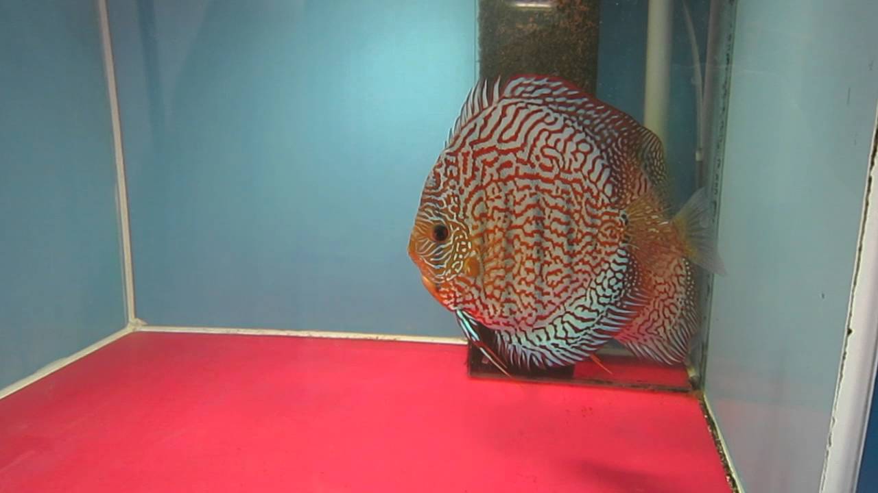 Maze Turquoise Discus Breeding Pair. - YouTube