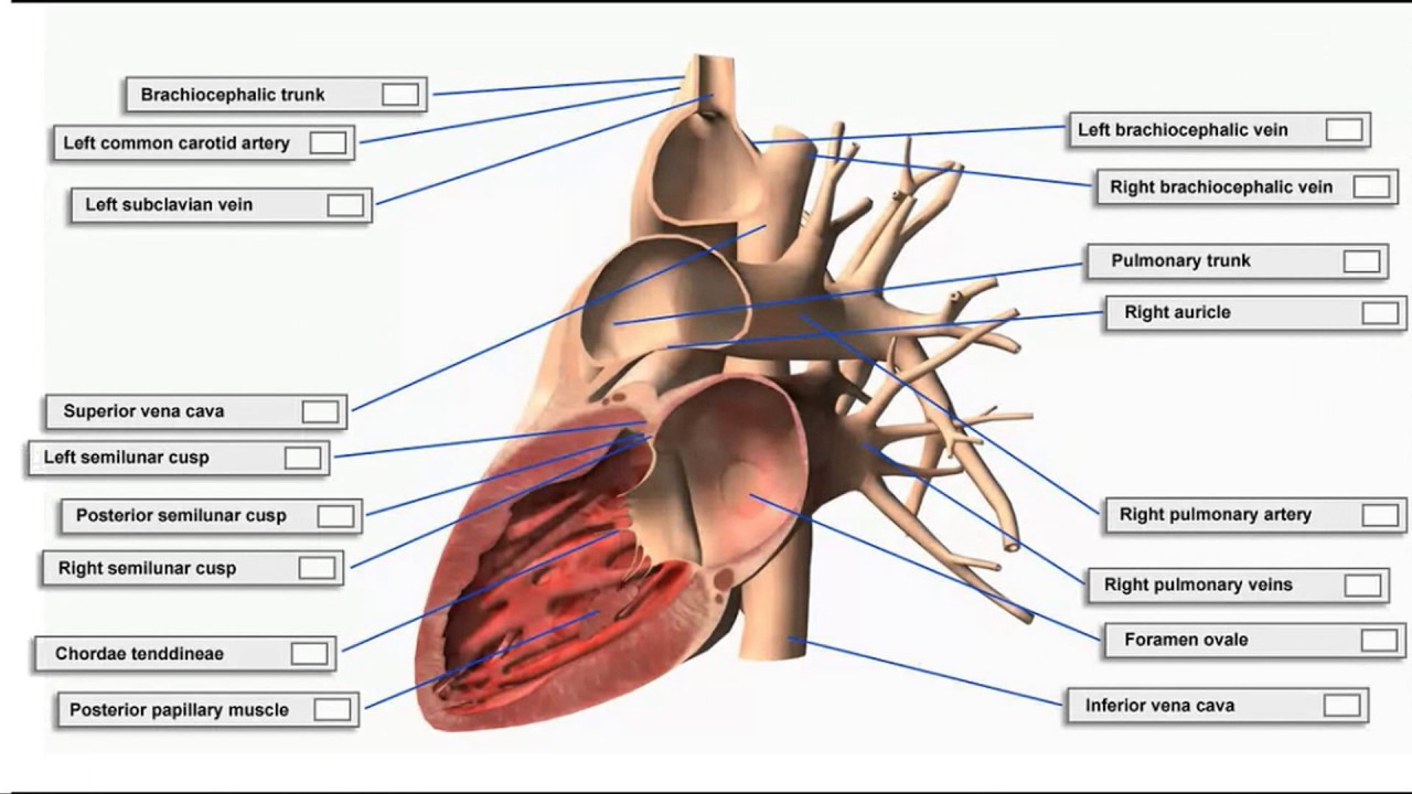 AO Scan Digital Body Analyzer - Vitals Comprehensive - YouTube
