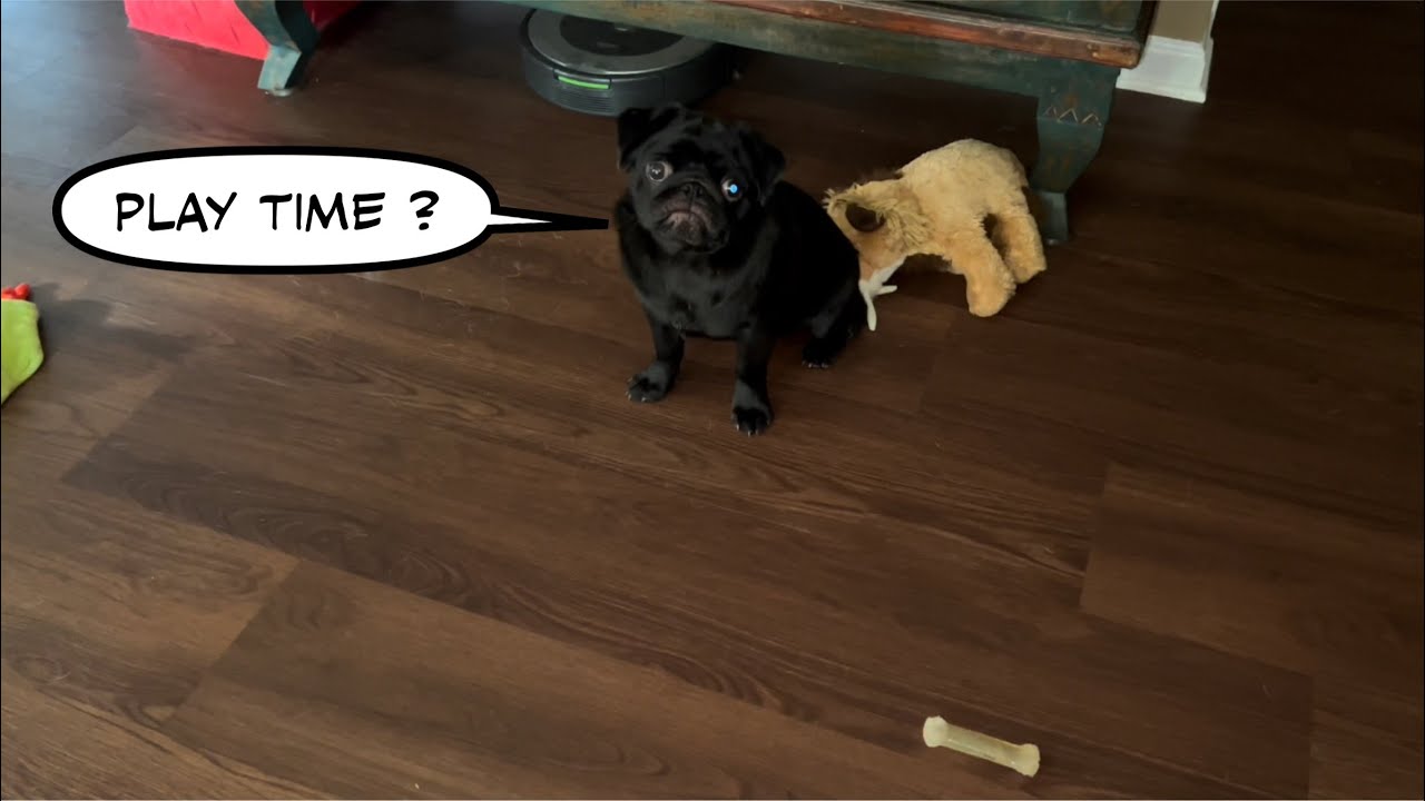 Pug Puppy Play time - YouTube