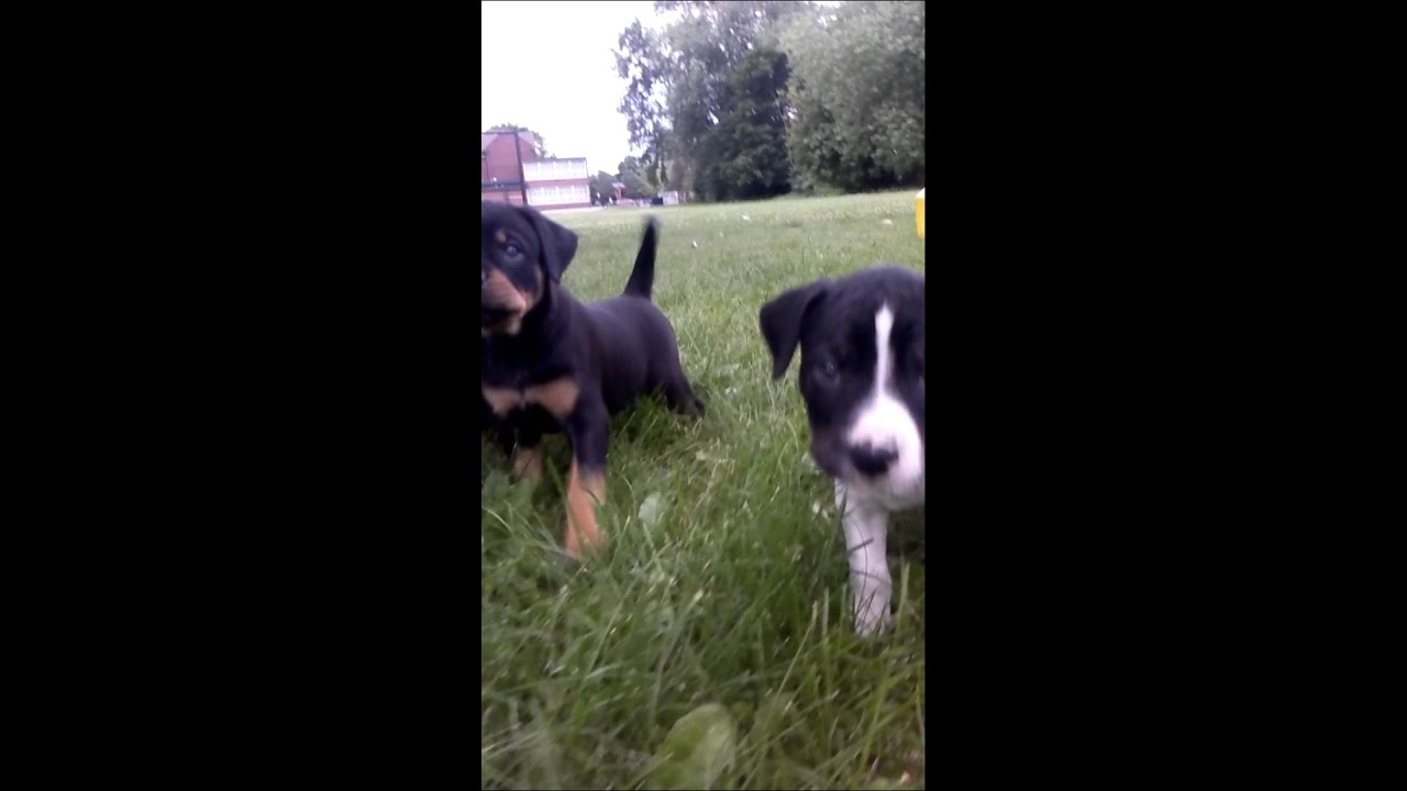Rottweiler/boxer crossbreed puppies - YouTube