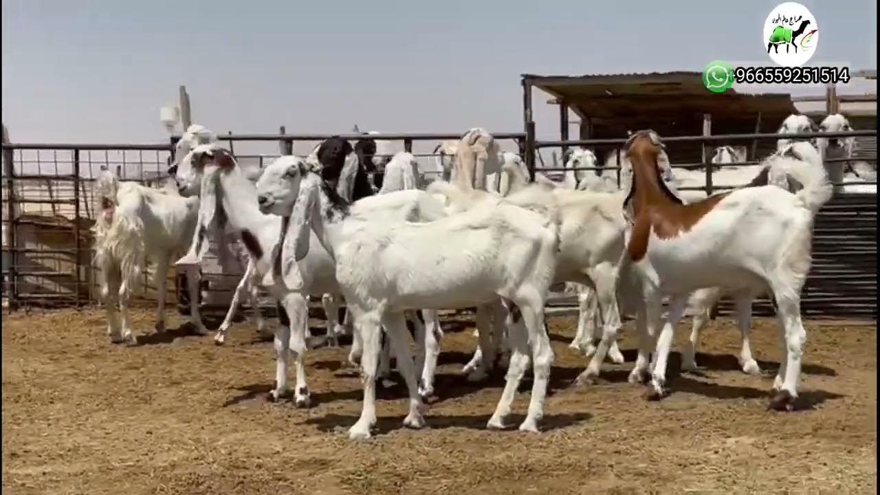 ماعز مشاريك هولندي بيض فاخره عددها ١١ ٠٥٤٦٢٣٣٣٢٤ Youtube