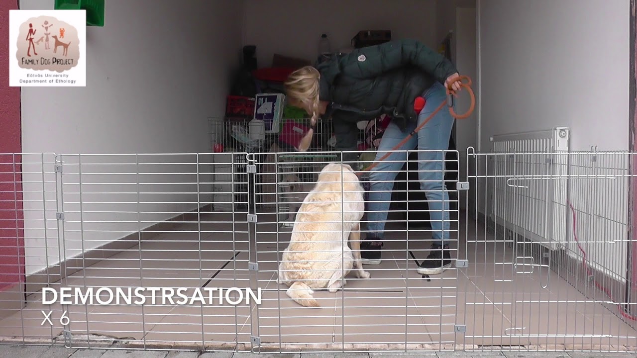 Social learning from conspecifics and humans in dog puppies - YouTube