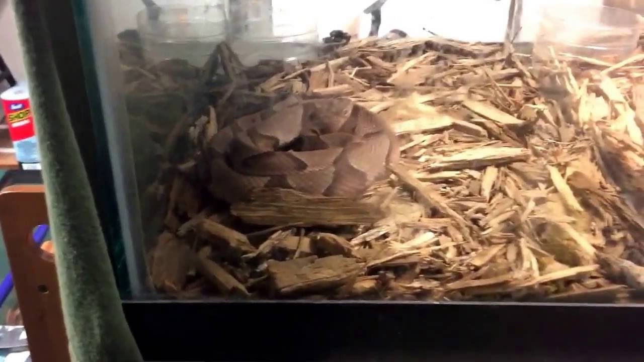 Making some snake skin fishing rods - YouTube