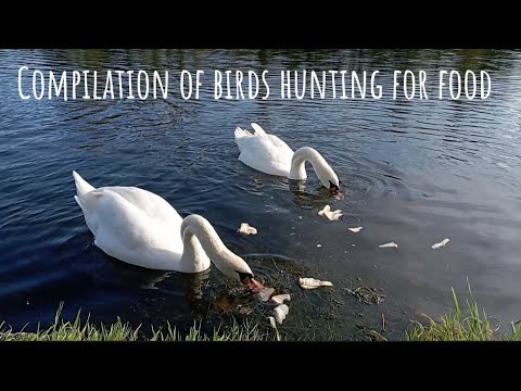 Compilation of birds hunting for food - YouTube