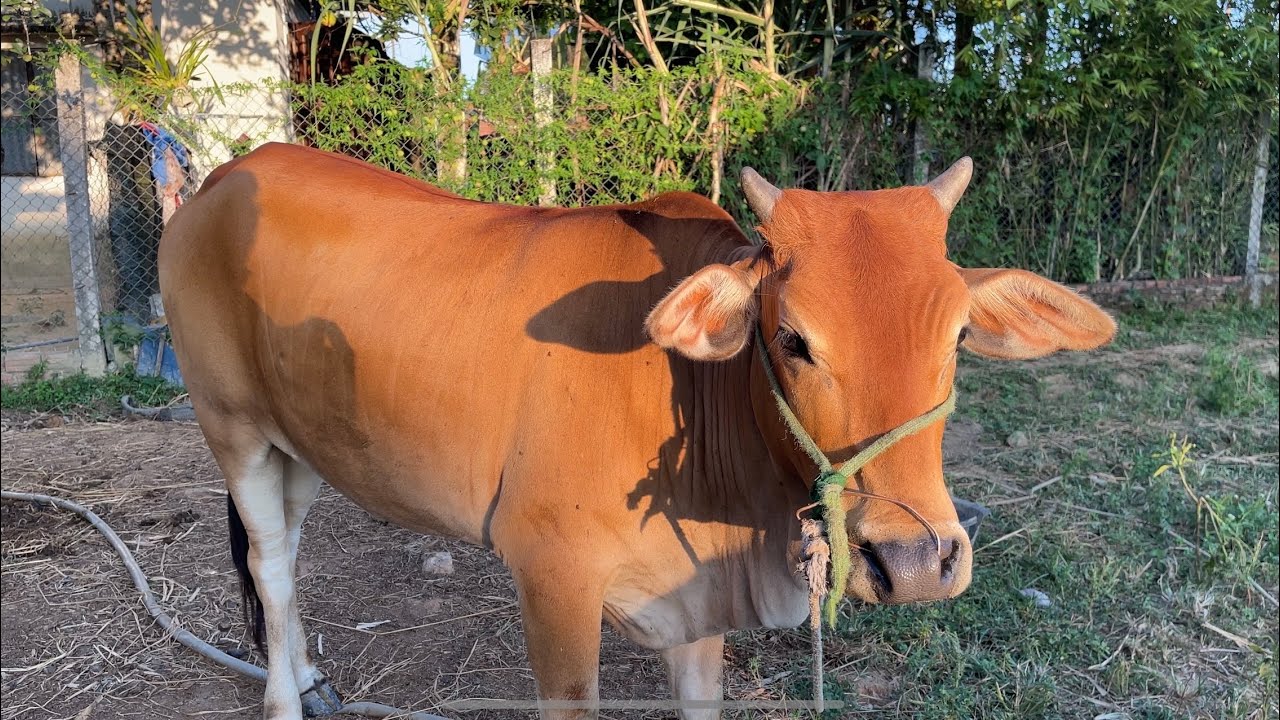 Con bò,con bò ăn cỏ,con bò kêu,con bò nhảy,bò vui nhộn,con bò cười,cows ...