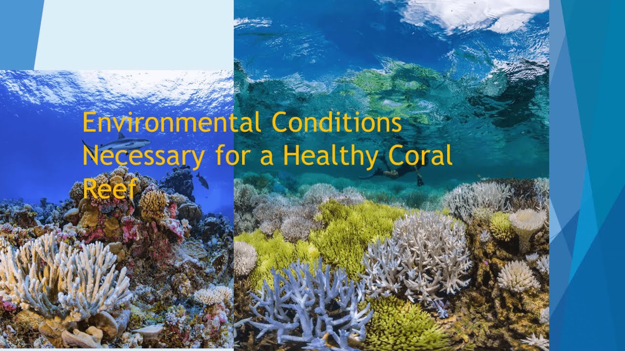 Environmental Conditions for a Healthy Coral Reef | MarineBio 101 ...