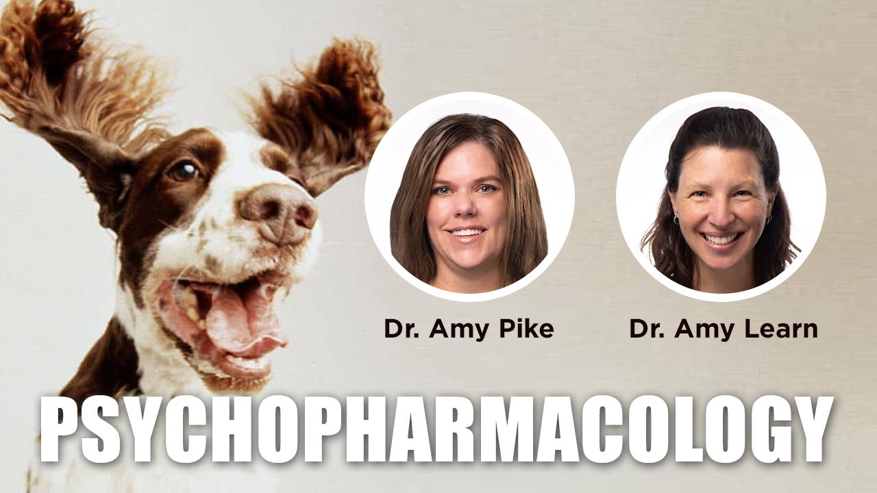 Dog Psychopharmacology - Dr. Amy Pike & Dr. Amy Learn - YouTube