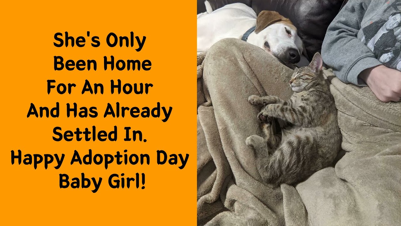 50 Adorable Pics Of These Pets That Found A Loving Home 4/4 - Rescue ...
