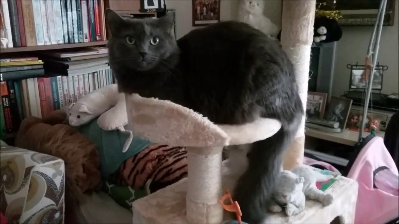 猫 Lisa the Cat Колыбельная для кошки - YouTube