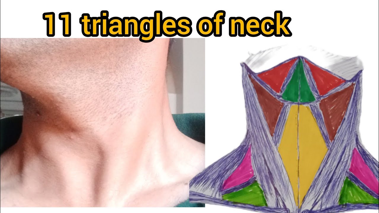 Neck | anatomy | zones | triangles and surgical importance (part 1 ...